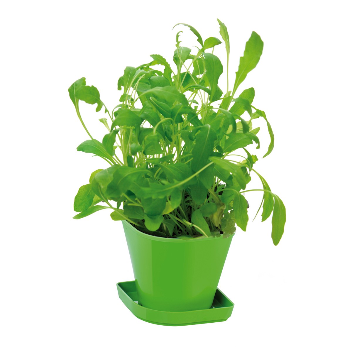 Herb growing set SENSE, rocket