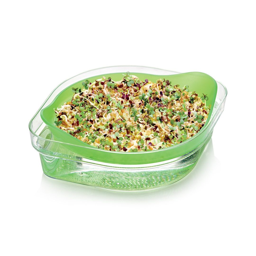 Sprouting dish with seeds SENSE
